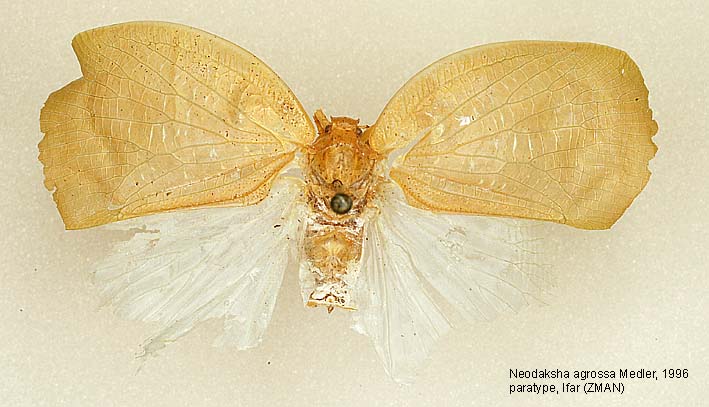 Papua Insects Foundation (Hemiptera/Auchenorrhyncha/leafhopper ...